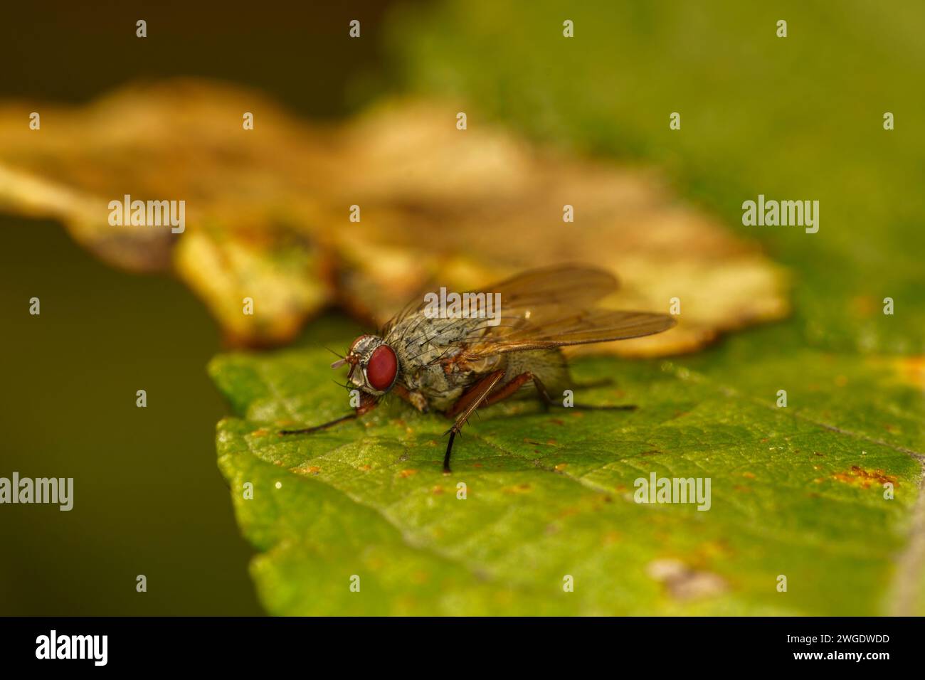 Helina fly hi-res stock photography and images - Alamy