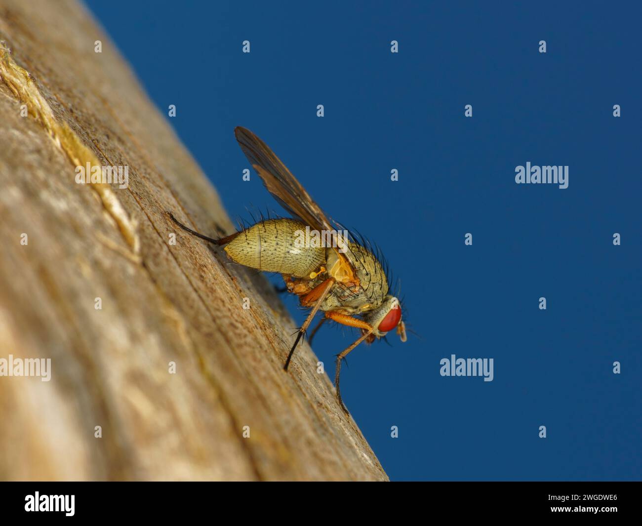 Helina impuncta Genus Helina Family Muscidae fly wild nature insect ...