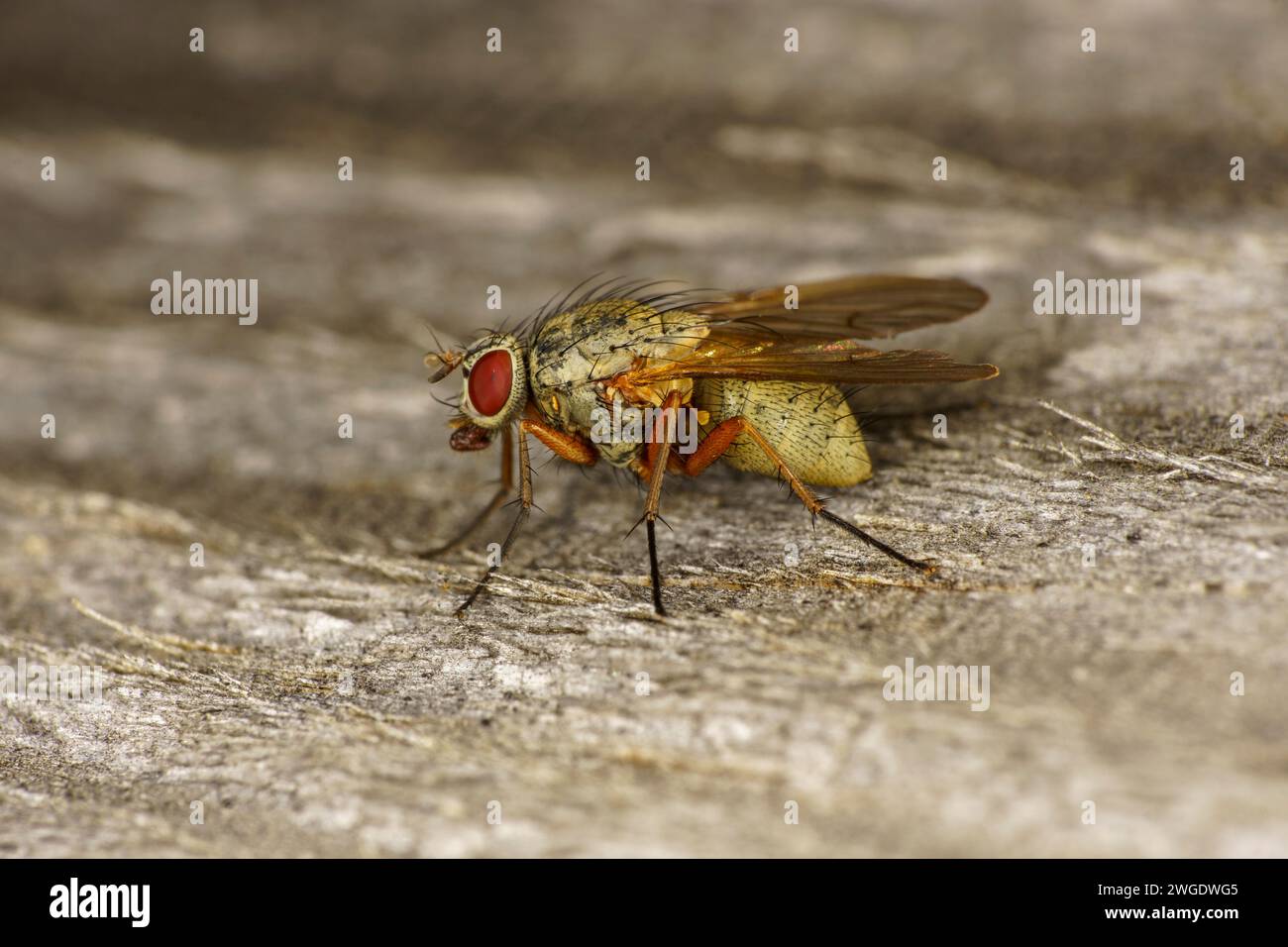 Helina fly hi-res stock photography and images - Alamy