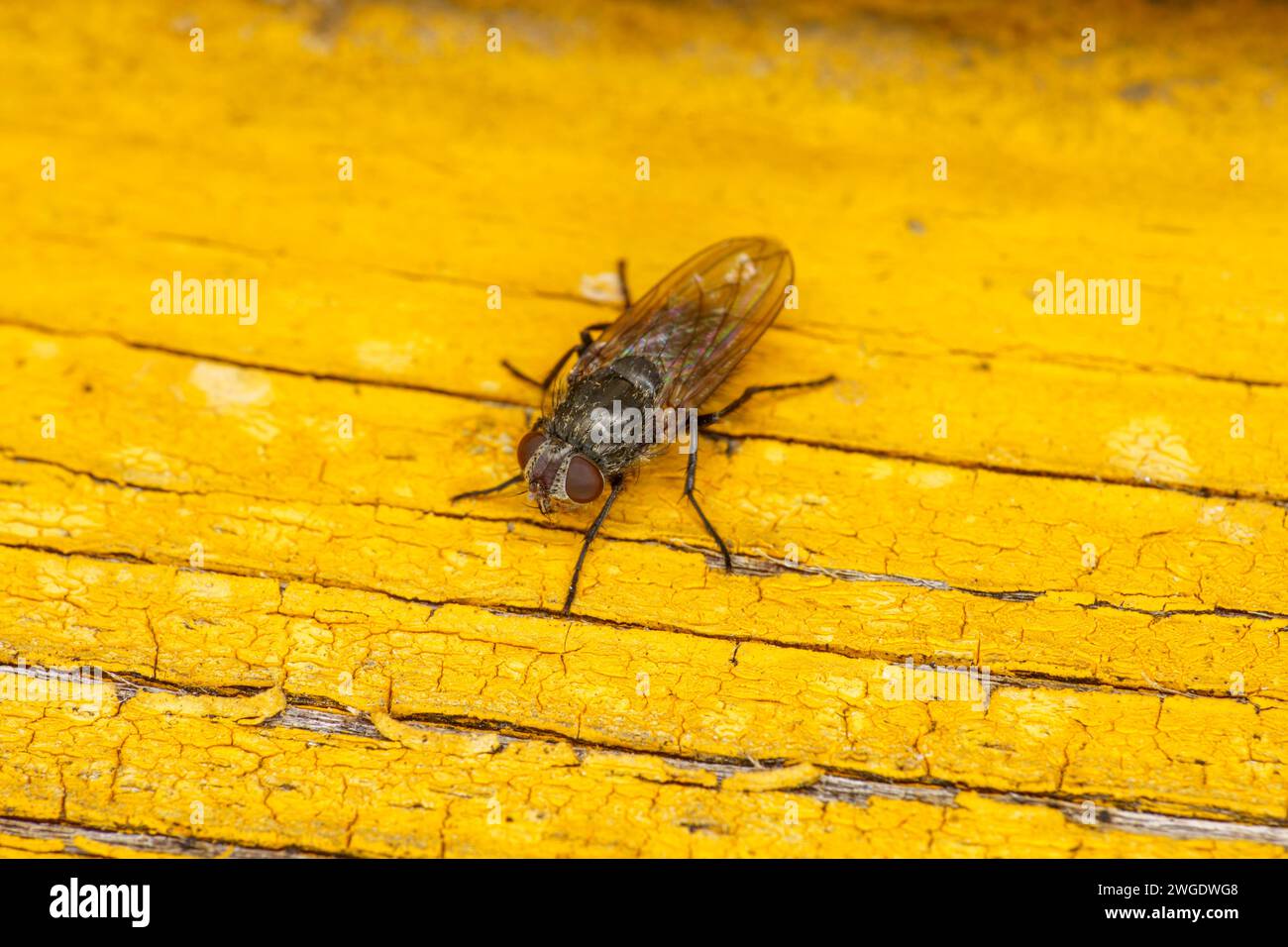 Pollenia pediculata Family Polleniidae Genus Pollenia Tufted clusterfly ...