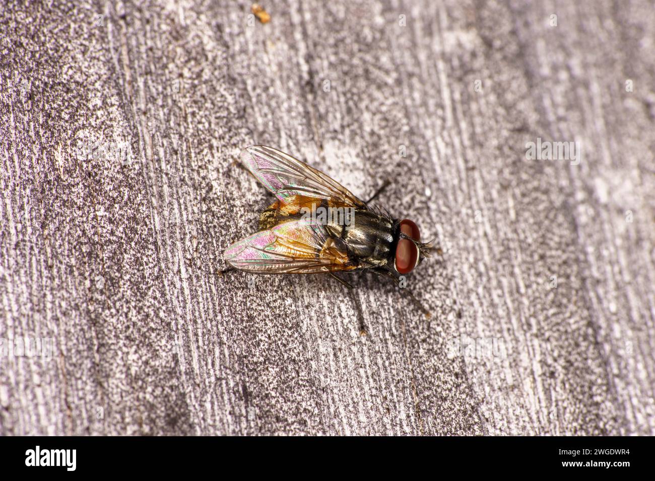 Musca autumnalis Genus Musca Family Muscidae fly wild nature insect ...