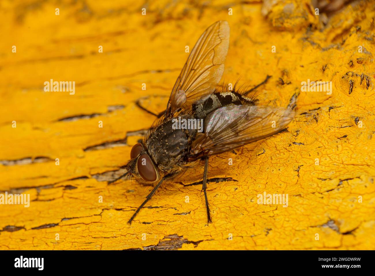 Cluster flies hi-res stock photography and images - Alamy