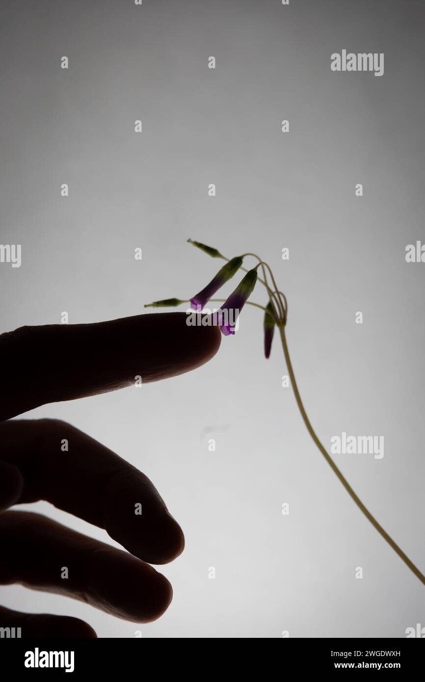 Touching flower detail hi-res stock photography and images - Alamy