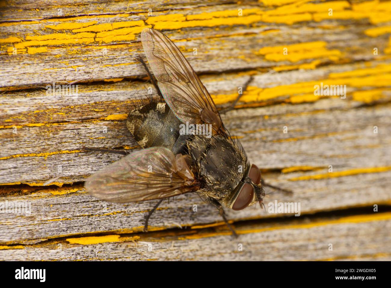 Genus Pollenia Cluster flies Family Polleniidae wild nature insect ...