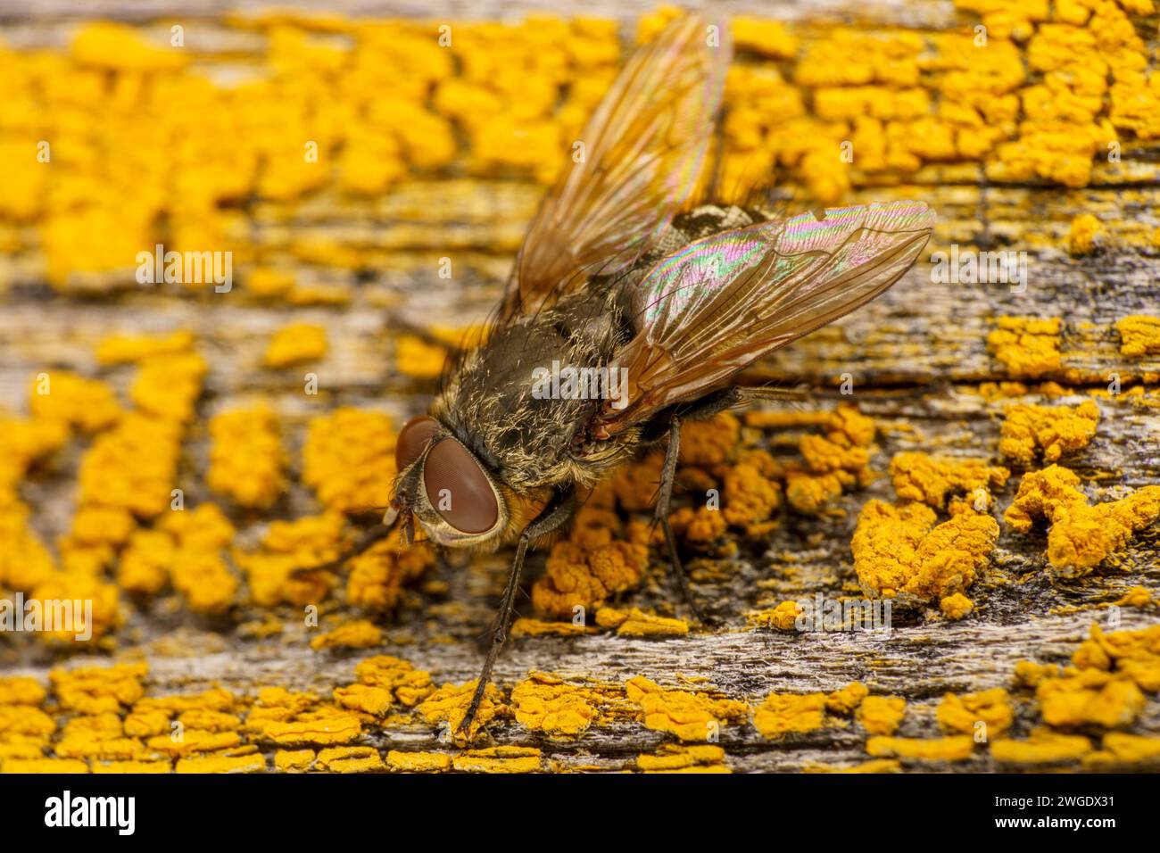 Cluster flies hi-res stock photography and images - Alamy