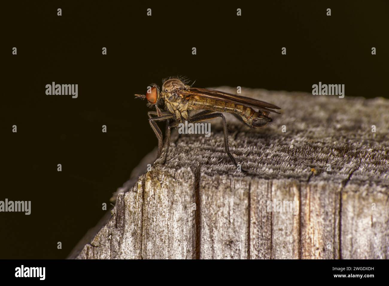 Family empididae hi-res stock photography and images - Alamy