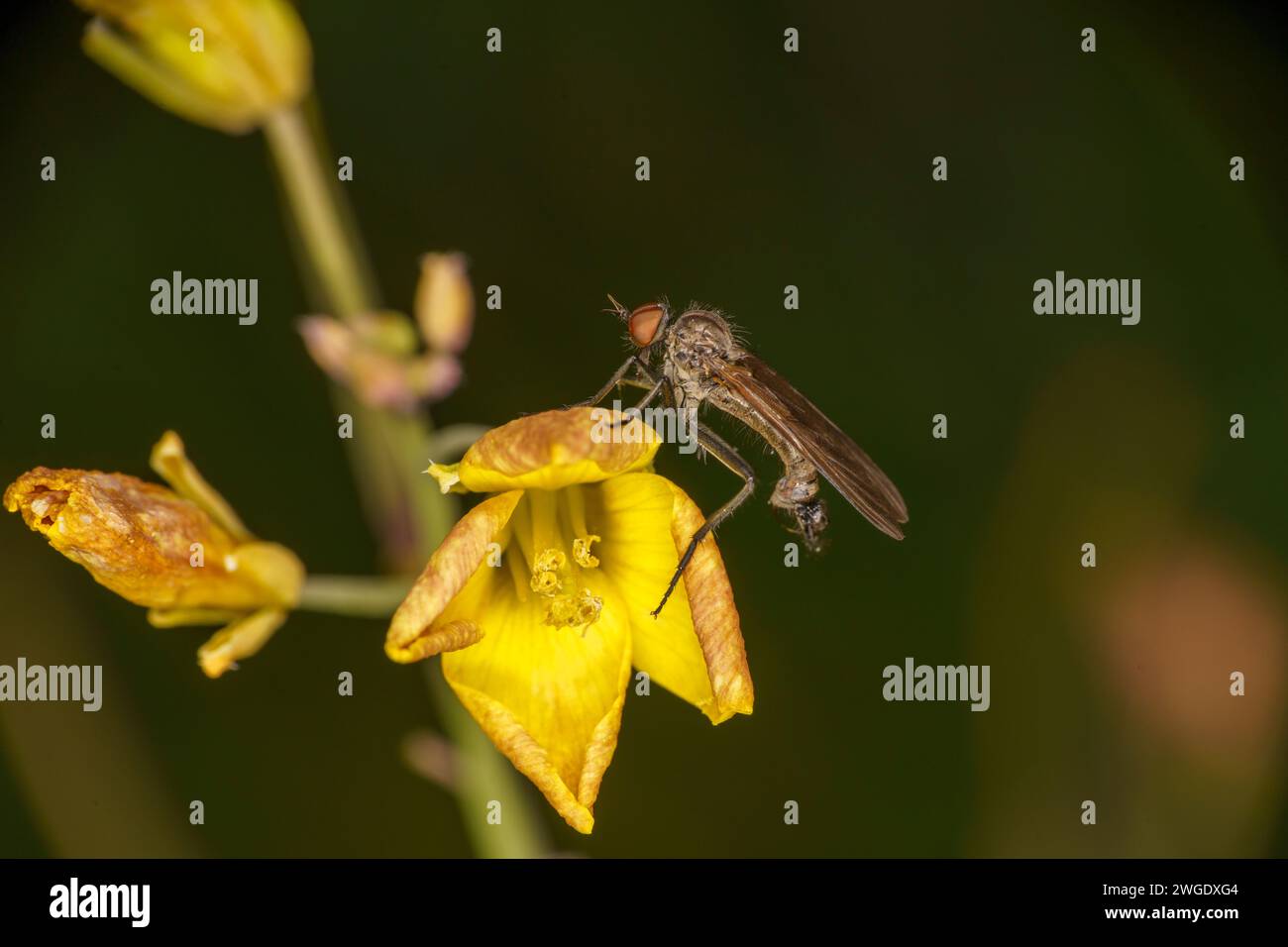Family empididae hi-res stock photography and images - Alamy