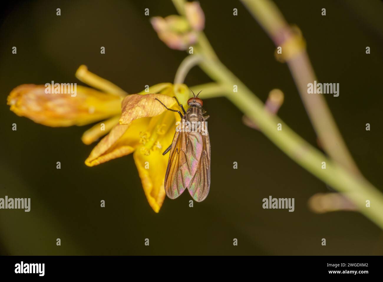 Genus Rhamphomyia Dance fly Family Empididae wild nature insect ...