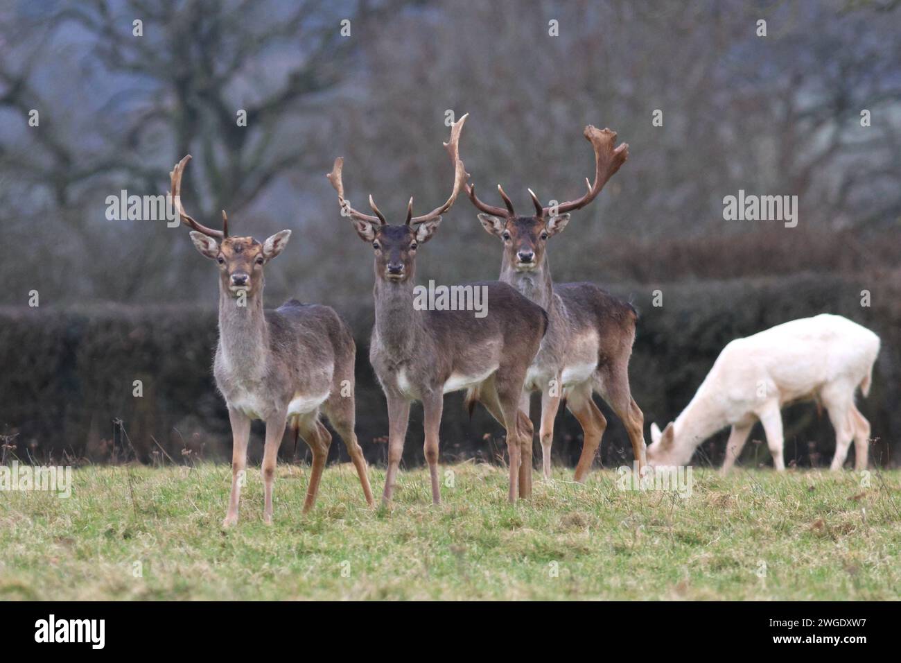 Male Fallow Deer (Stag Stock Photo - Alamy