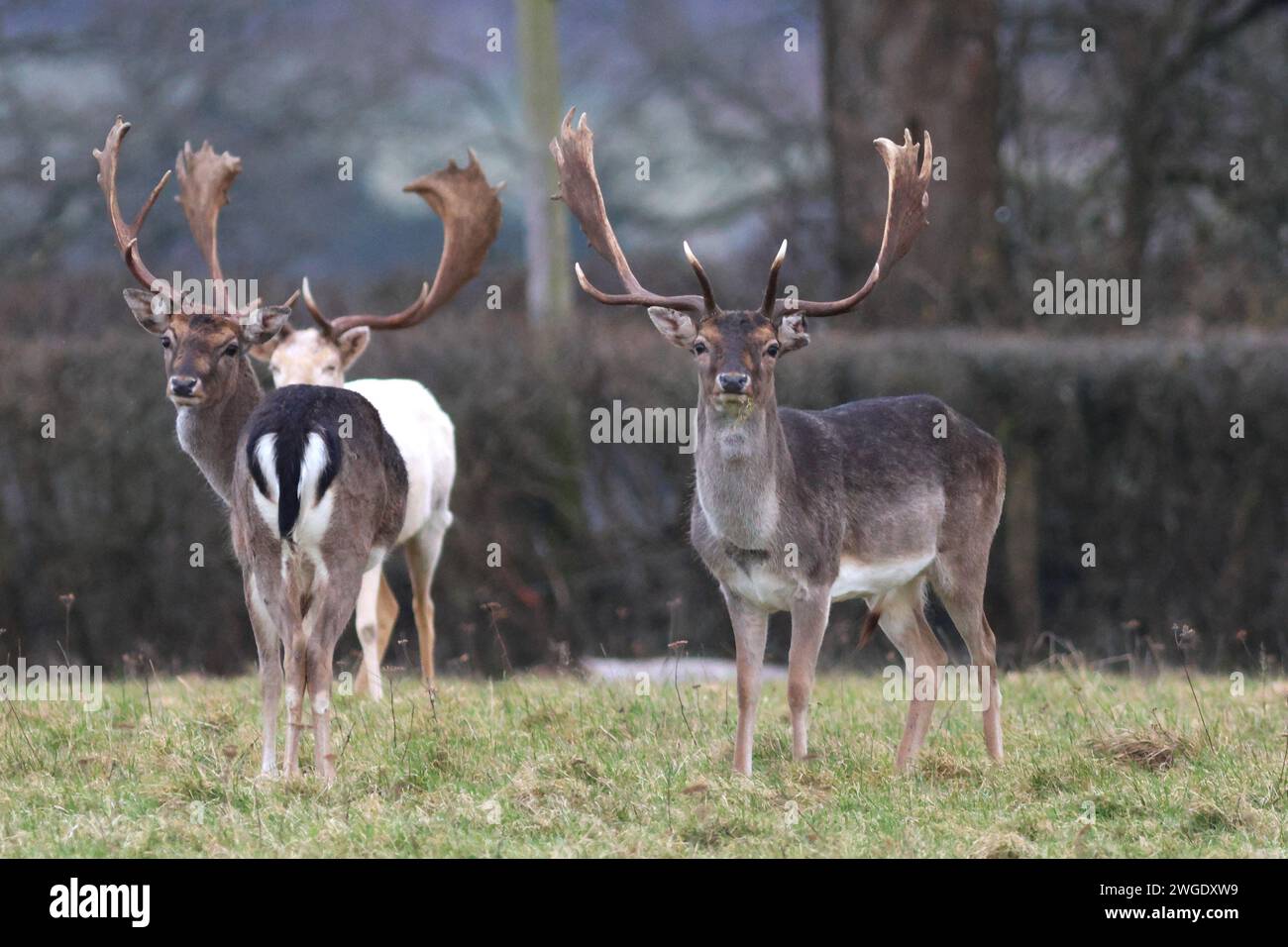 Male Fallow Deer (Stag Stock Photo - Alamy