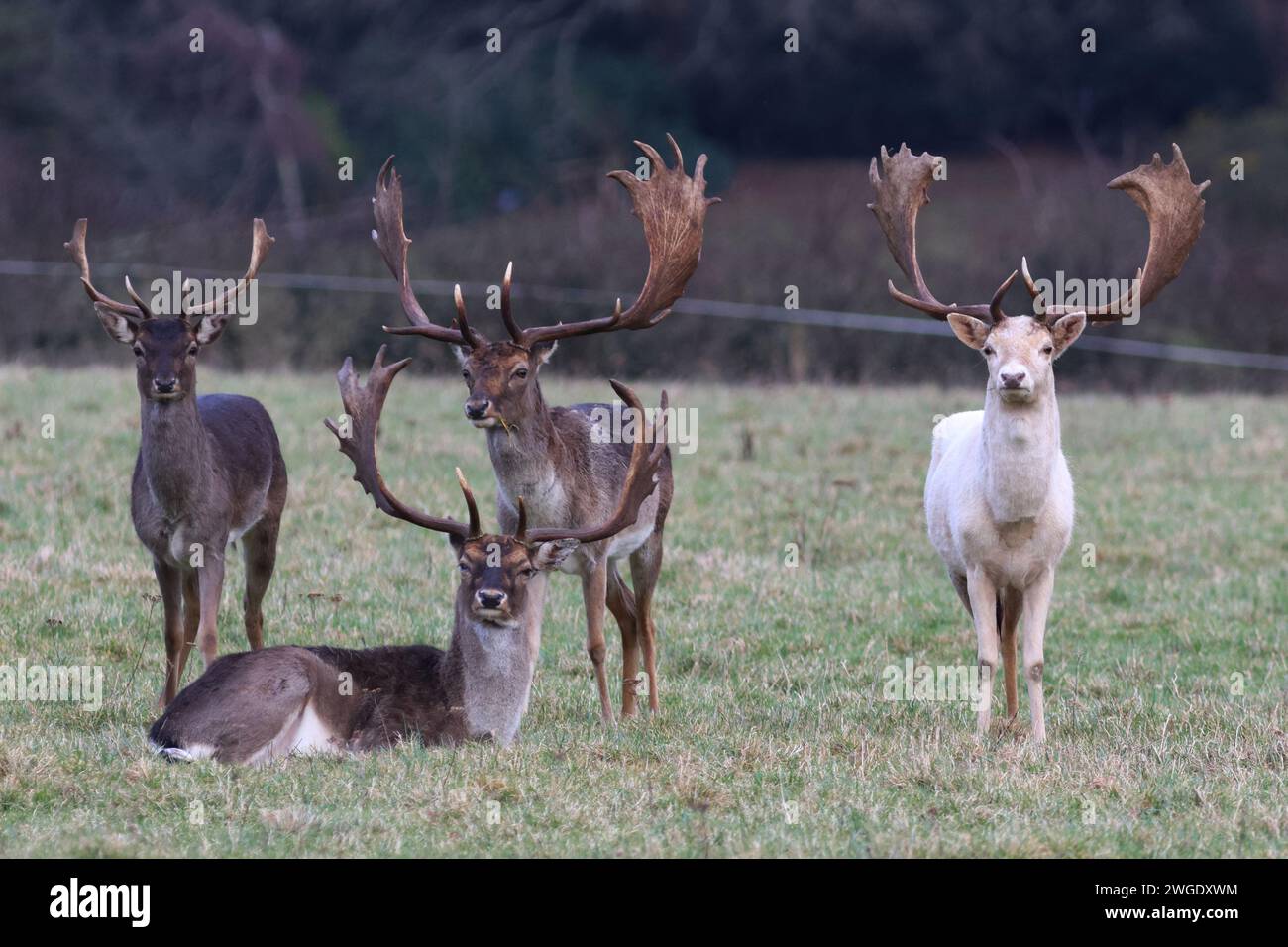 Male Fallow Deer (Stag Stock Photo - Alamy