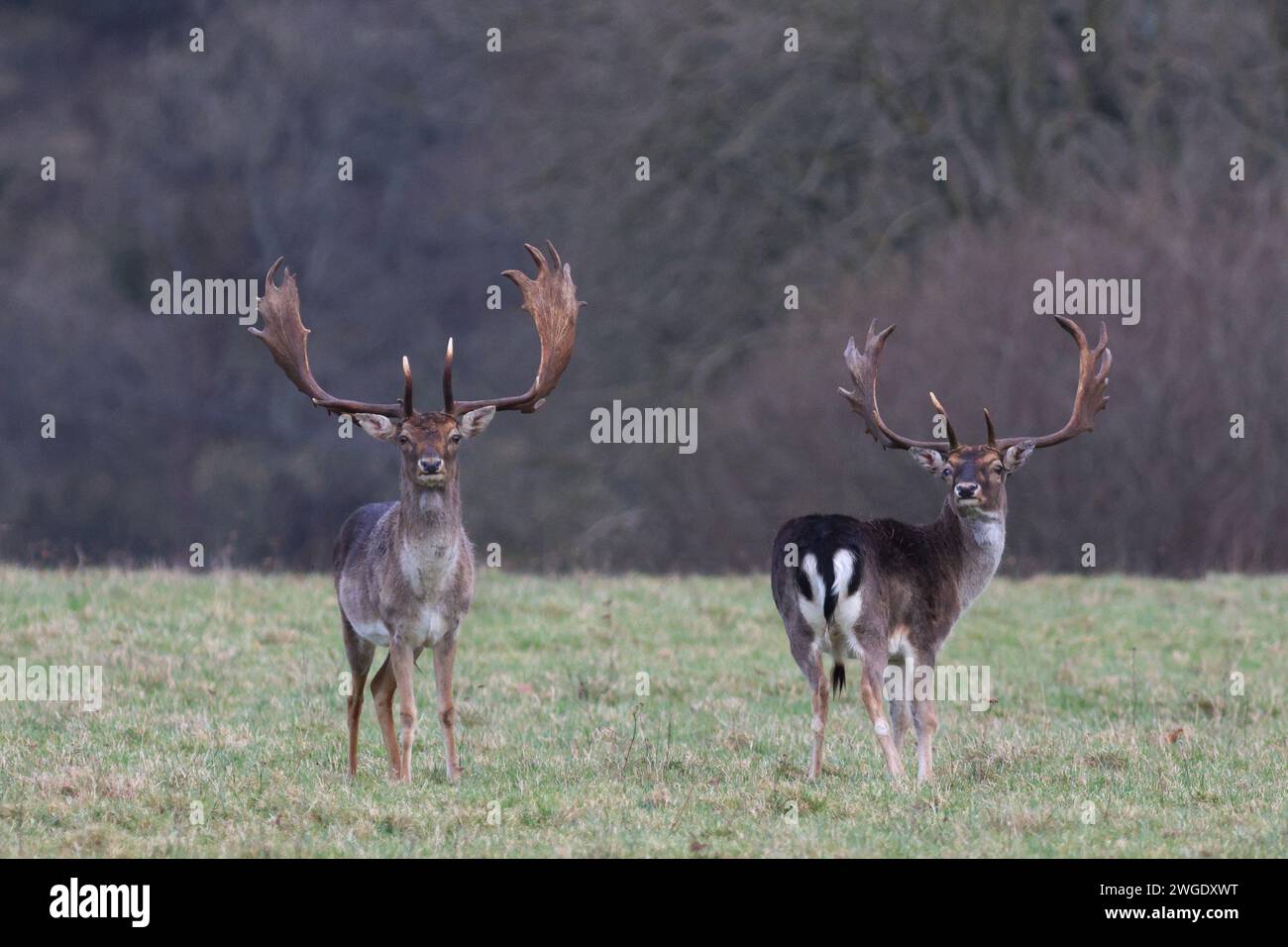 Male Fallow Deer (Stag Stock Photo - Alamy