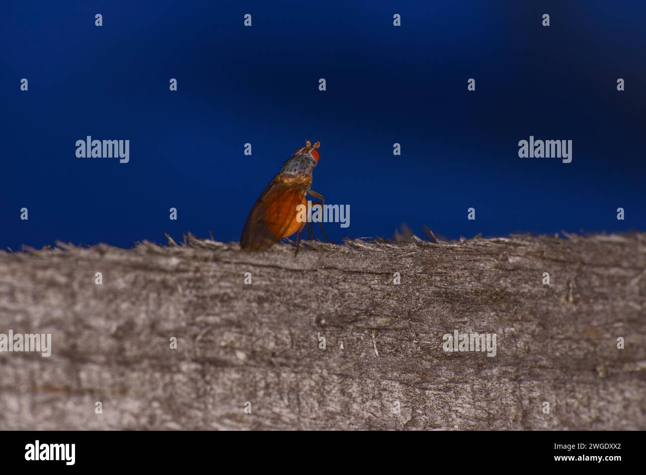 Genus Tephrochlamys Family Heleomyzidae fly wild nature insect ...