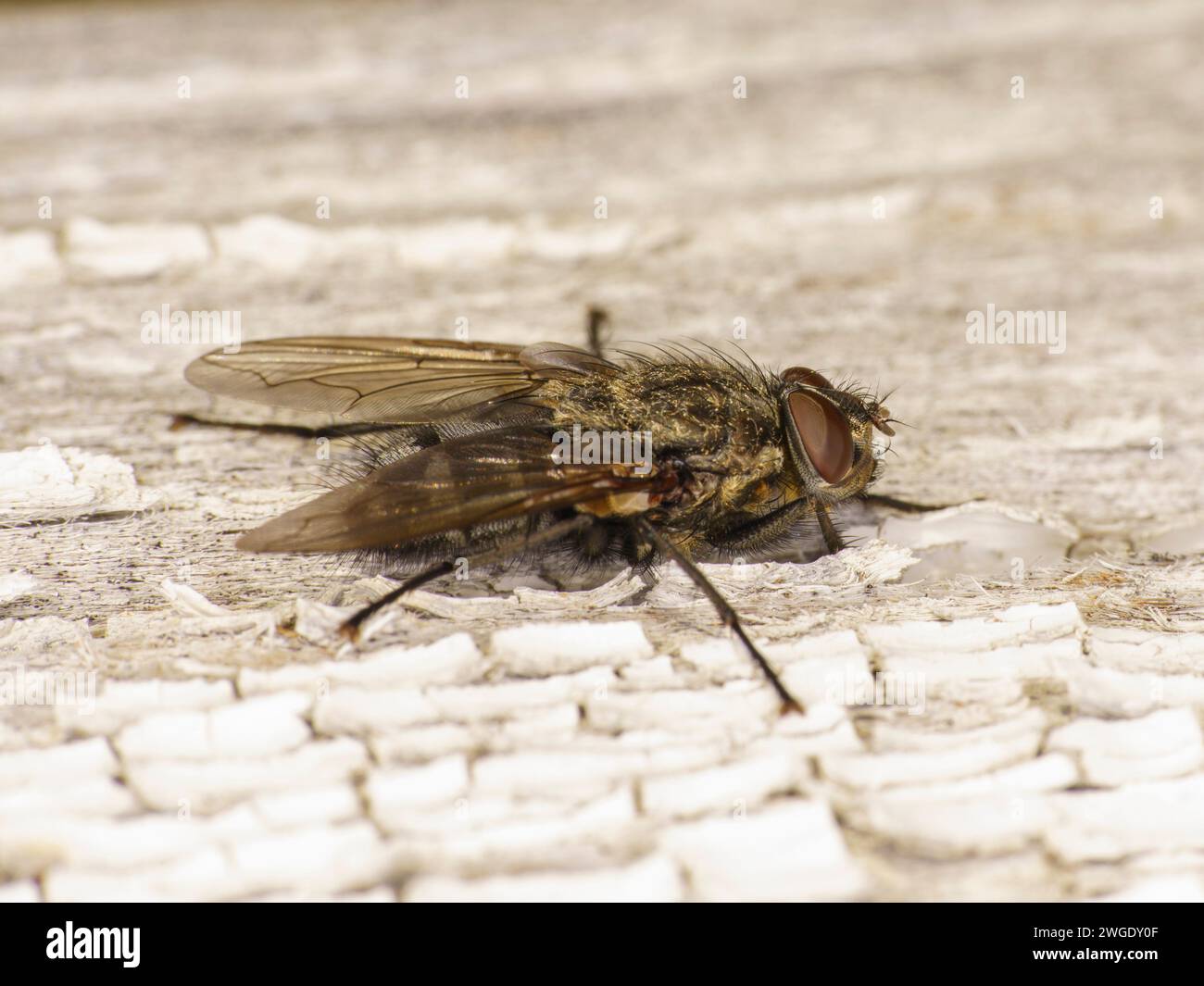 Family polleniidae hi-res stock photography and images - Alamy