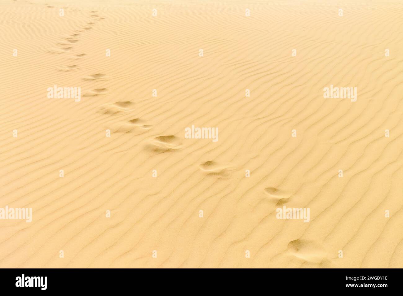 Human footprints in sand desert hi-res stock photography and images - Alamy
