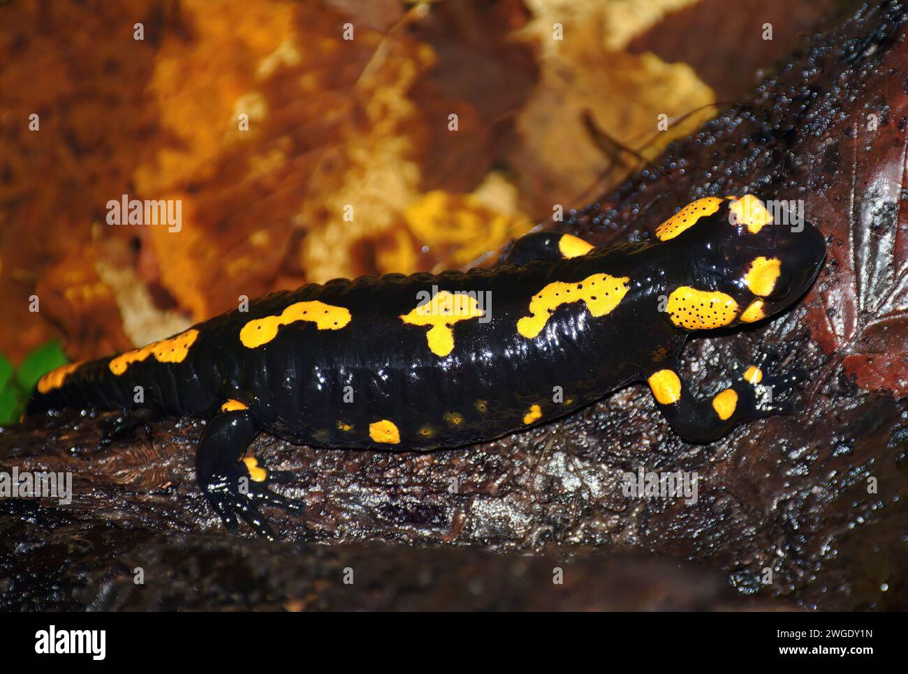 Feu terrestre hi-res stock photography and images - Alamy