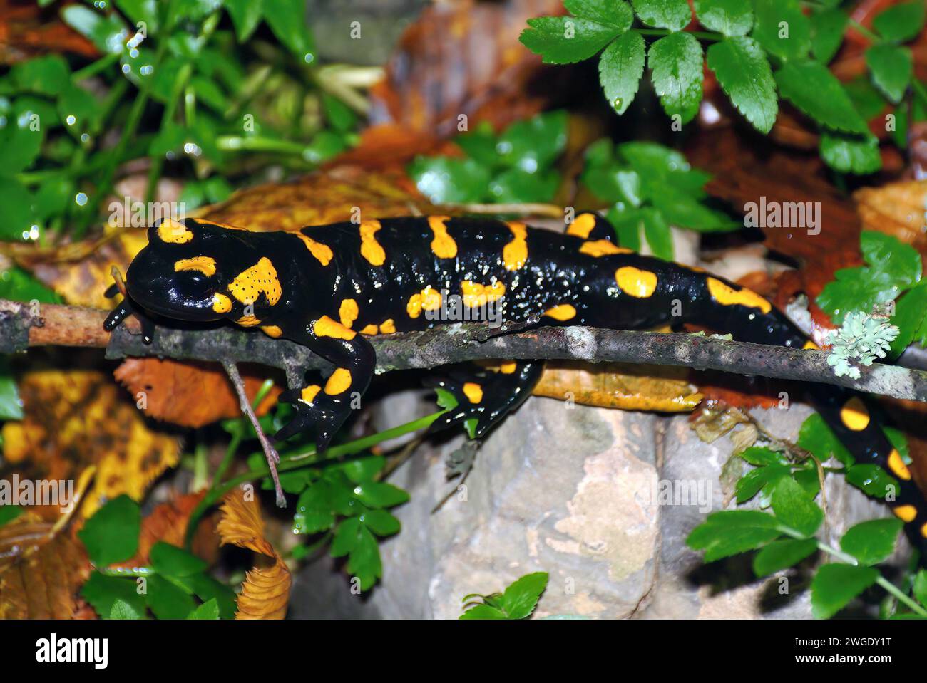 fire salamander, Feuersalamander, Salamandre tachetée, Salamandra salamandra, foltos szalamandra ...