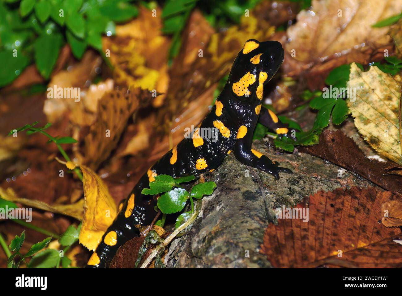 fire salamander, Feuersalamander, Salamandre tachetée, Salamandra salamandra, foltos szalamandra ...