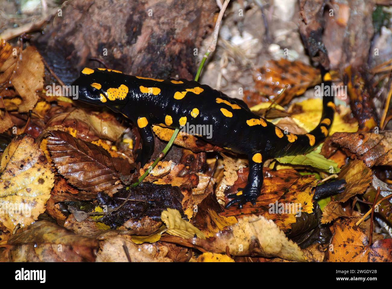 fire salamander, Feuersalamander, Salamandre tachetée, Salamandra salamandra, foltos szalamandra ...