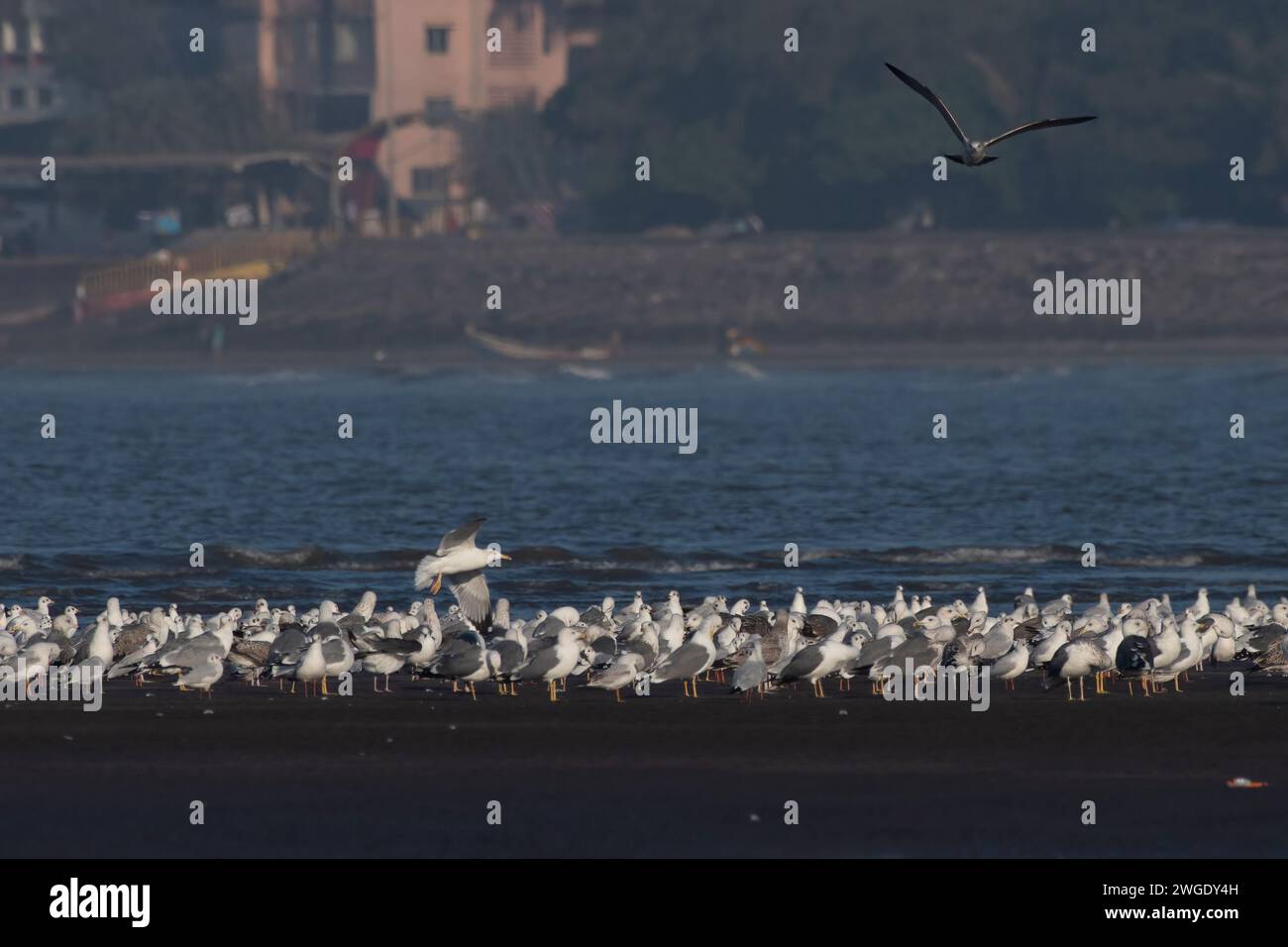 Flock of different species of gulls at Akshi Beach ,Alibag, Maharashtra ...