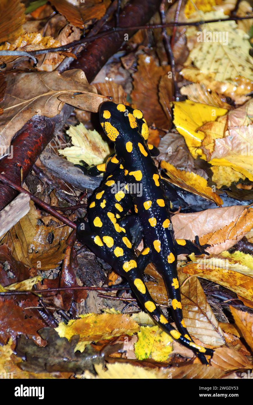 fire salamander, Feuersalamander, Salamandre tachetée, Salamandra salamandra, foltos szalamandra ...