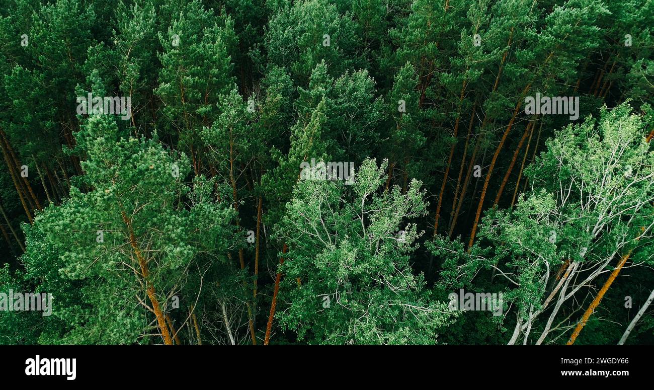 Nature park background forest scenery foliage Stock Photo - Alamy