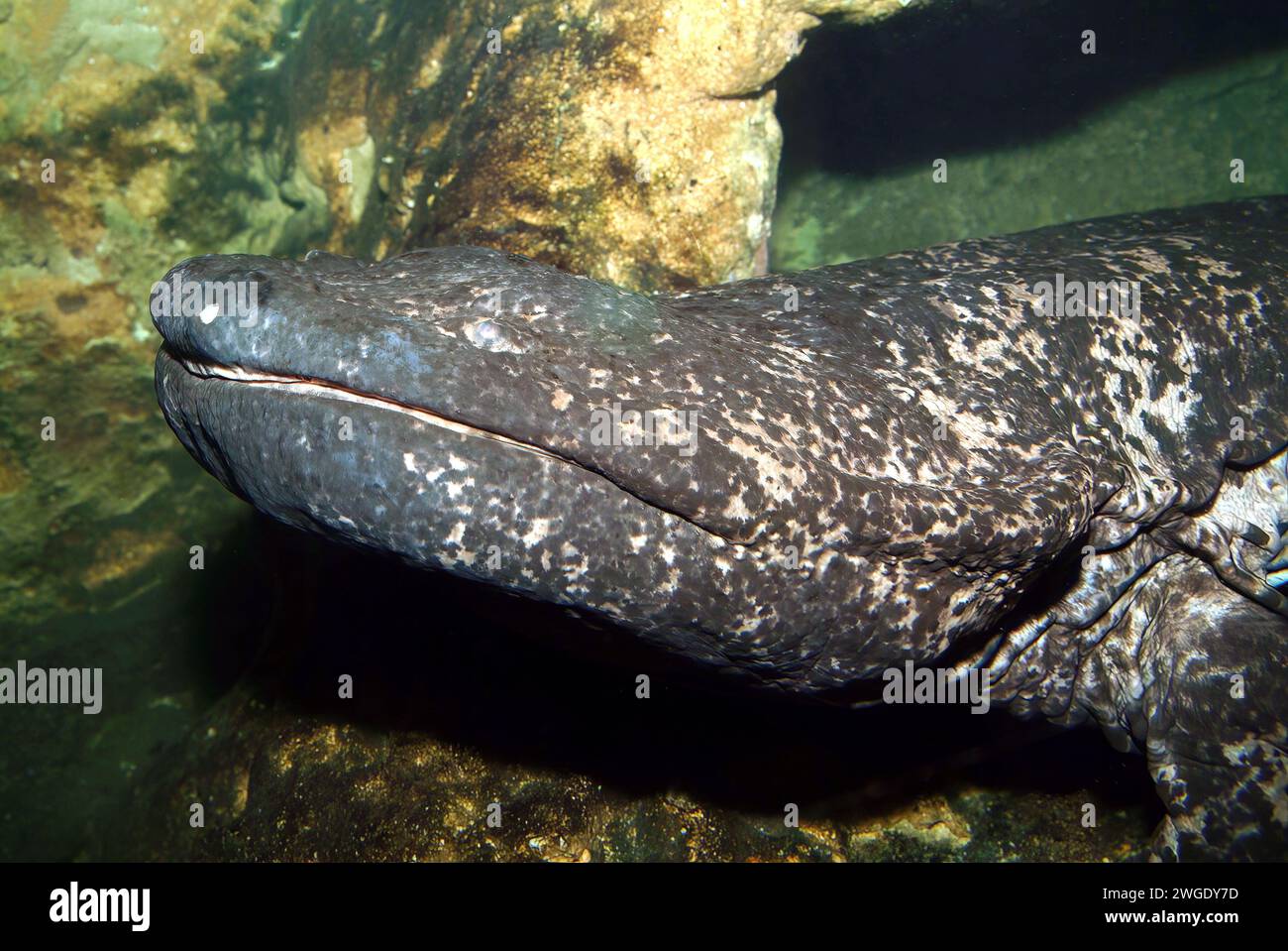 Chinese giant salamander, Chinesischer Riesensalamander, Salamandre géante de Chine, Andrias ...