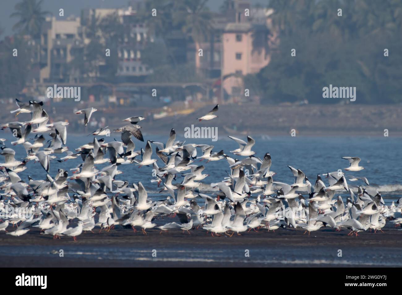 Flock of different species of gulls at Akshi Beach ,Alibag, Maharashtra ...