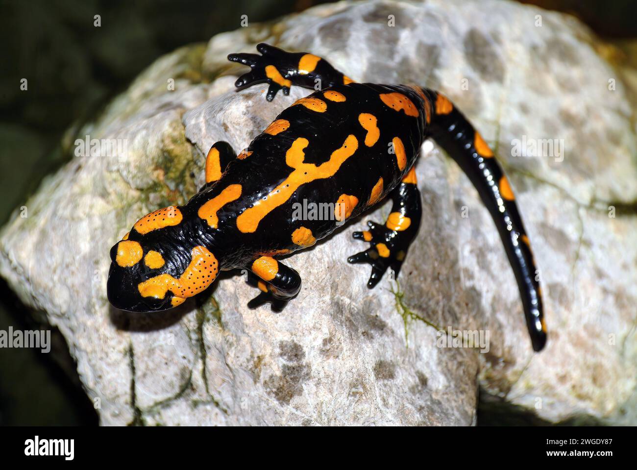 fire salamander, Feuersalamander, Salamandre tachetée, Salamandra salamandra, foltos szalamandra ...