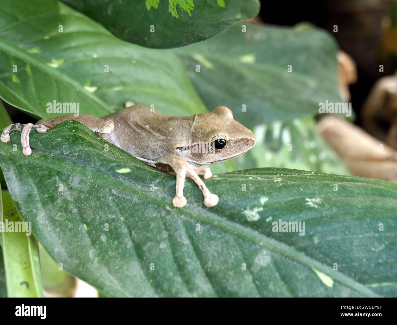 common tree frog, four-lined tree frog, golden tree frog, Weißbart ...