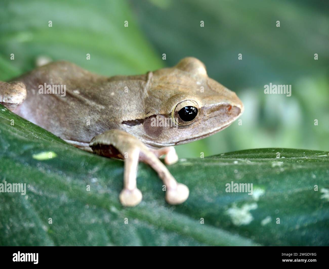 common tree frog, four-lined tree frog, golden tree frog, Weißbart ...