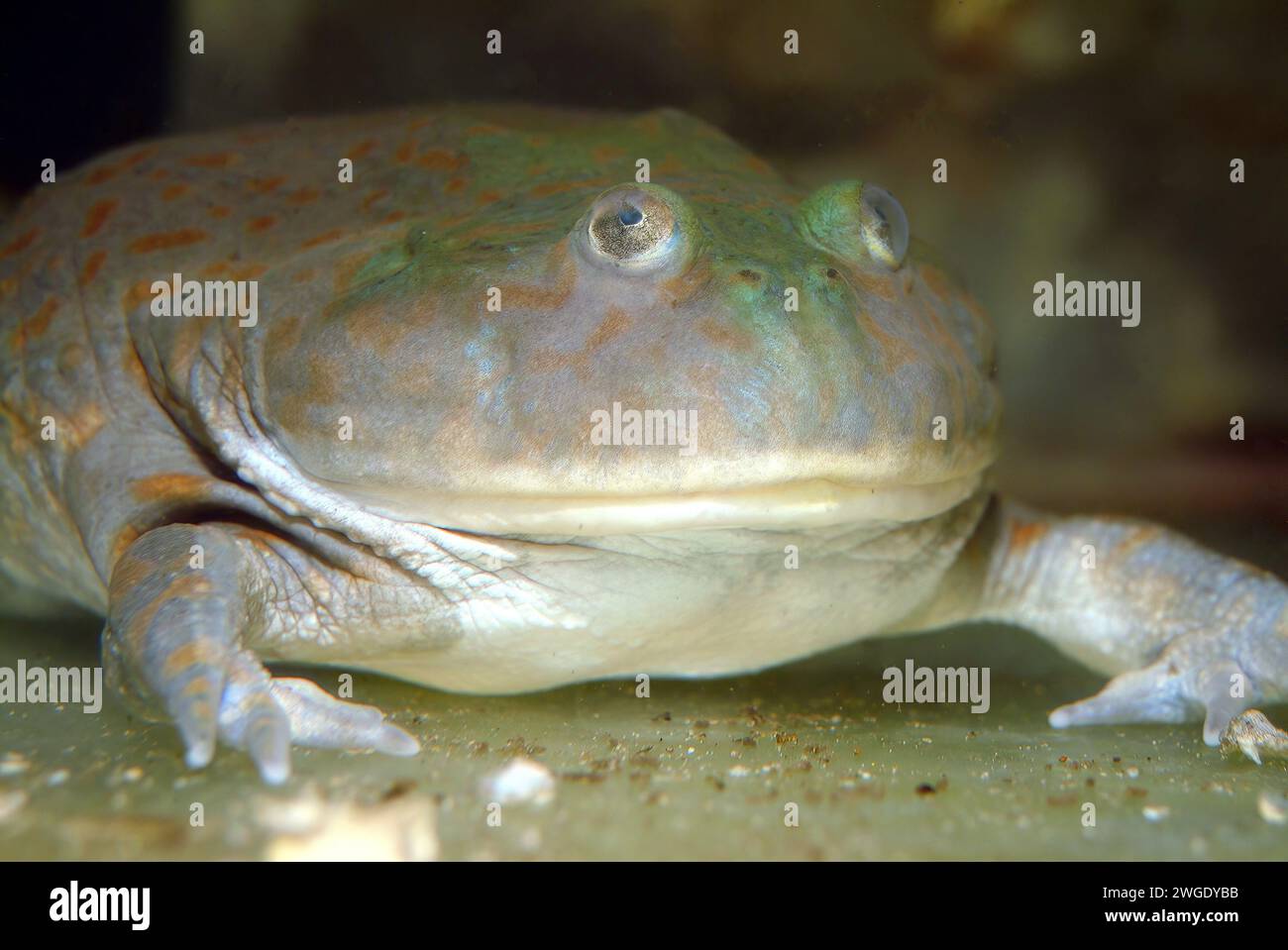 Budgett's frog, hippo frog, escuerzo de agua, Lepidobatrachus laevis ...