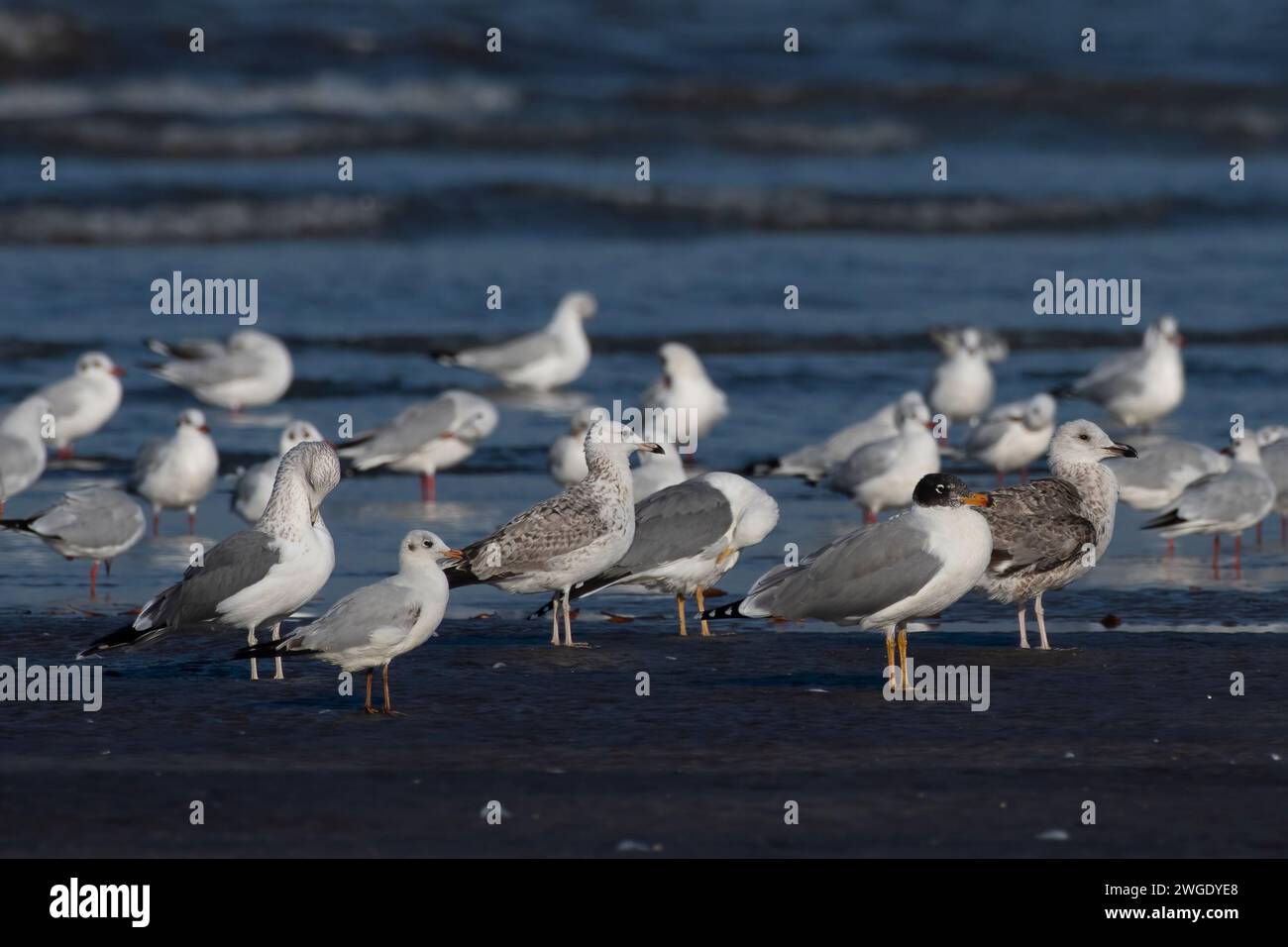 Flock of different species of gulls at Akshi Beach ,Alibag, Maharashtra, India Stock Photo - Alamy