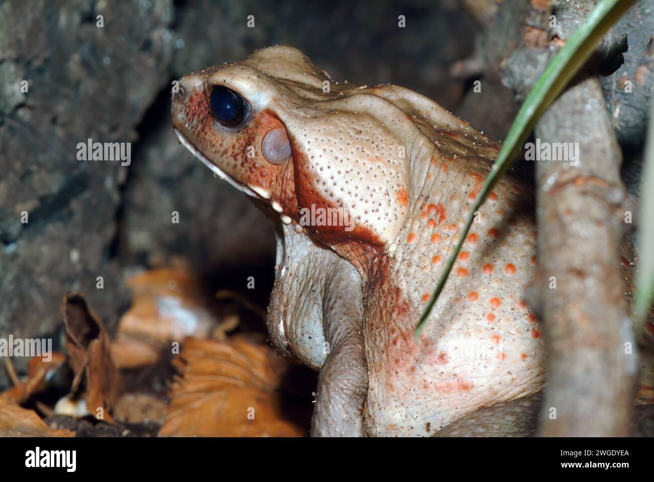 smooth-sided toad or spotted toad, Crapaud de Leschenault, Rhaebo ...