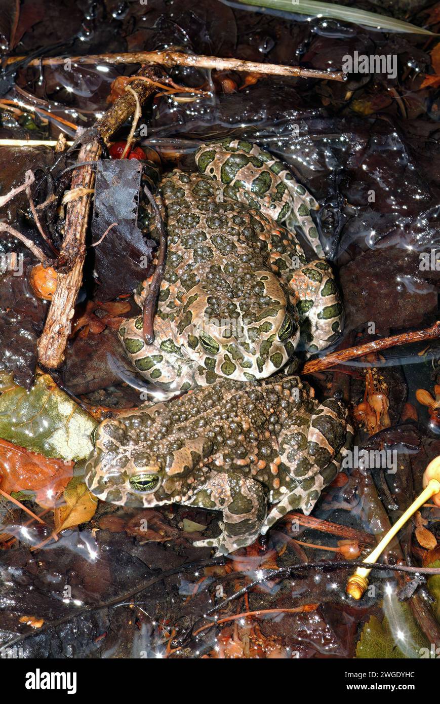 European green toad, Wechselkröte, Crapaud vert, Bufo viridis, zöld ...