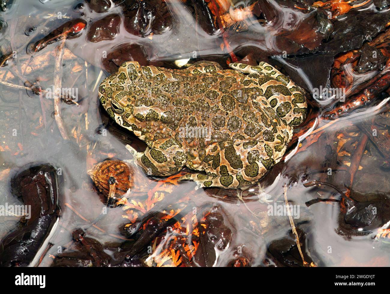 European green toad, Wechselkröte, Crapaud vert, Bufo viridis, zöld ...