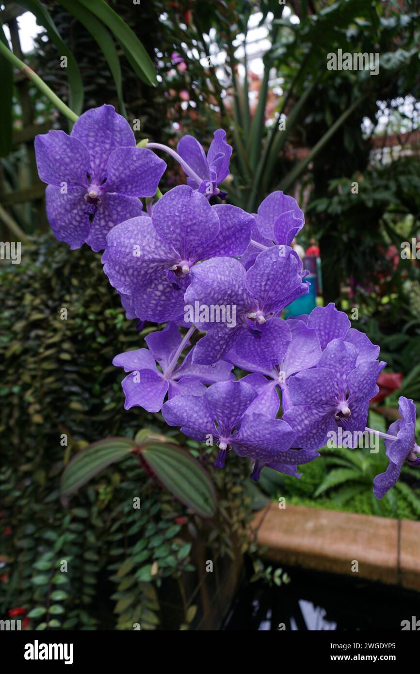 Dew-Kissed Purple Orchids Flourishing in a Lush Tropical Garden at Dawn ...