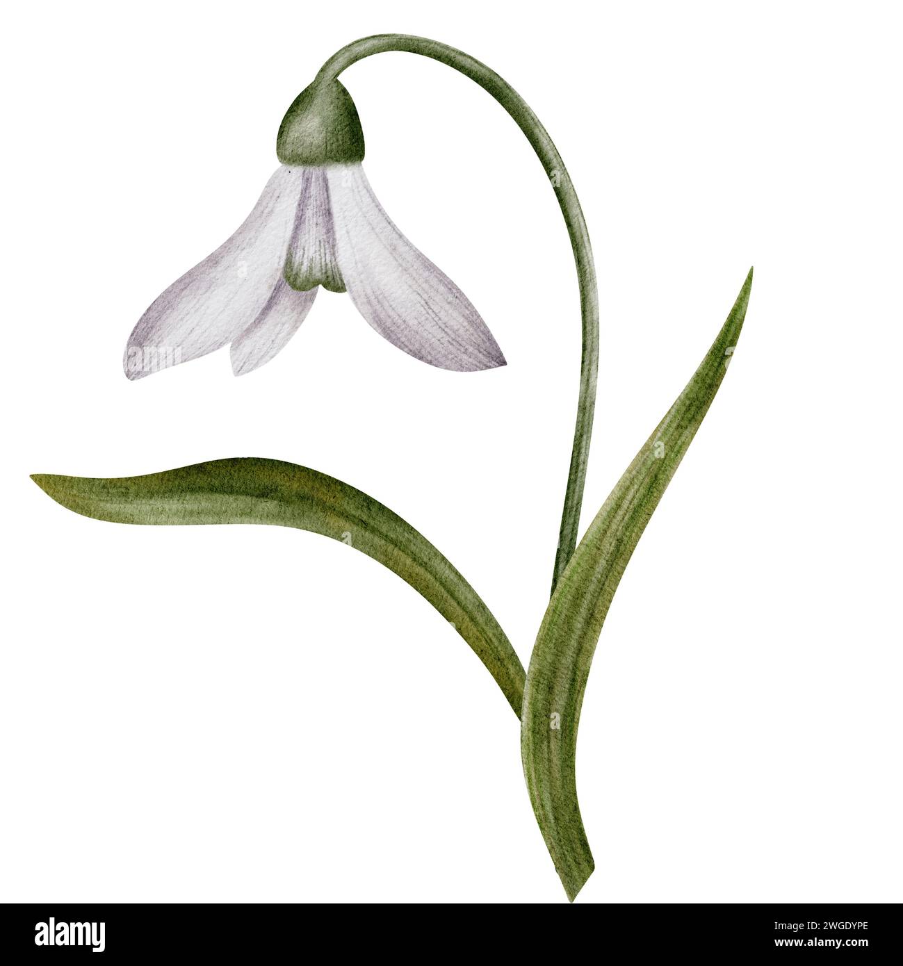 Snowdrop watercolor hand drawn flower and green leaves. Collection of ...