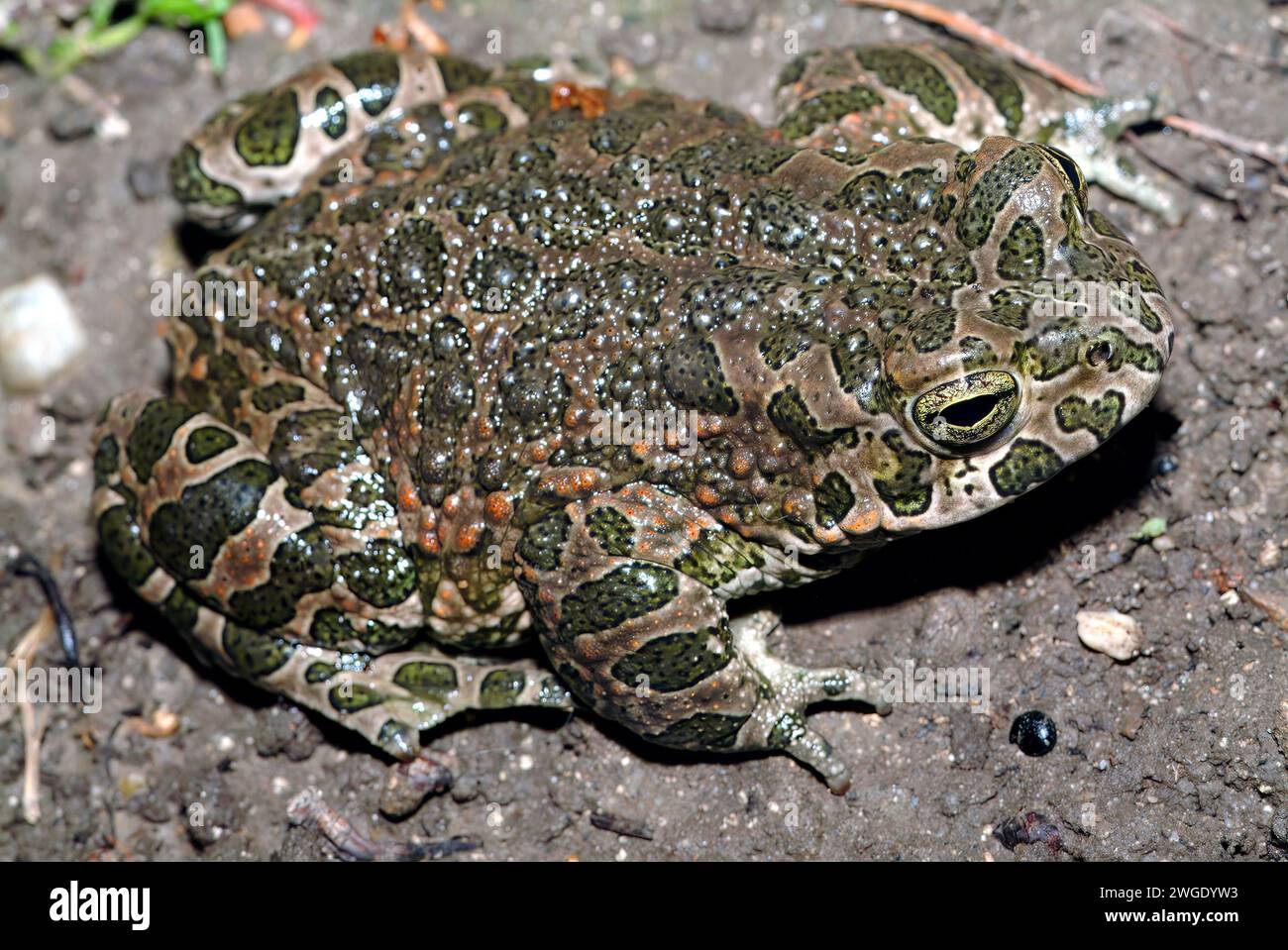 European green toad, Wechselkröte, Crapaud vert, Bufo viridis, zöld ...