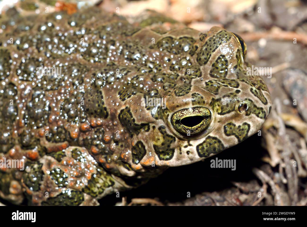 European green toad, Wechselkröte, Crapaud vert, Bufo viridis, zöld ...