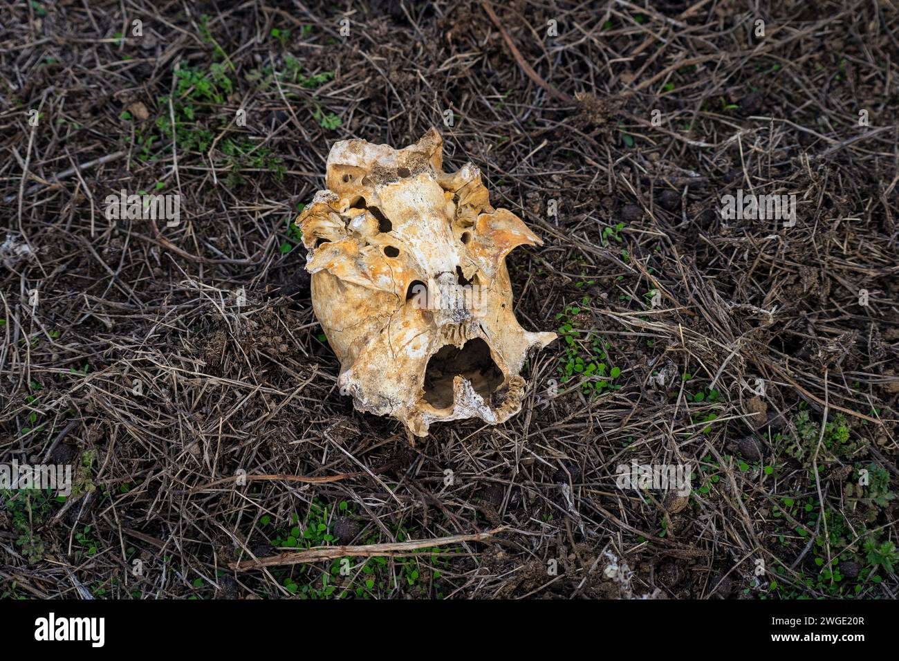 Dead_nature hi-res stock photography and images - Alamy