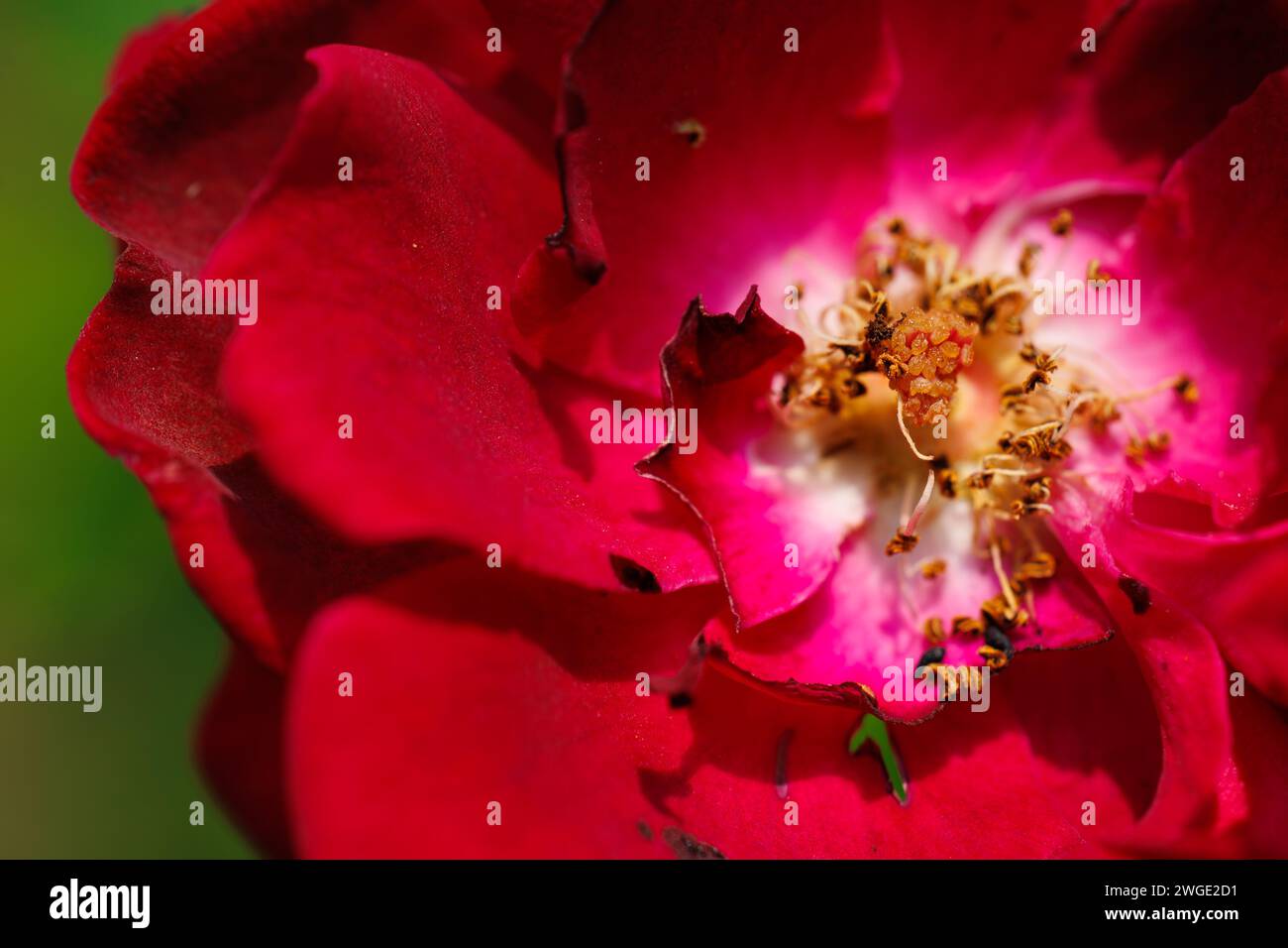 The stamen and pistil hi-res stock photography and images - Alamy