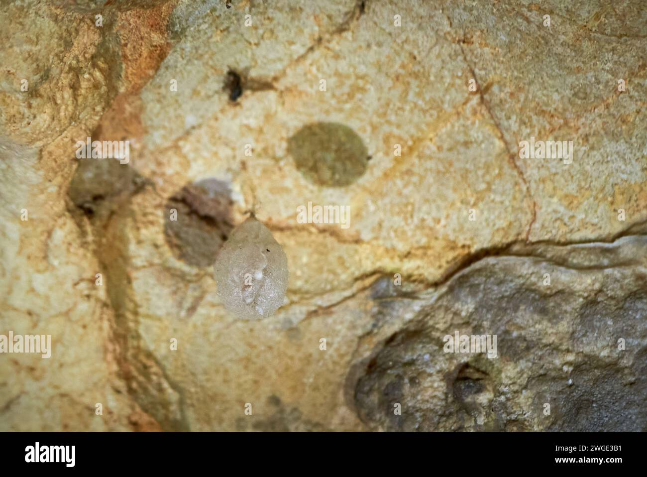 Meta menardi eggs sac ( Cocoon ), European cave spider. Cave orbweaver ...