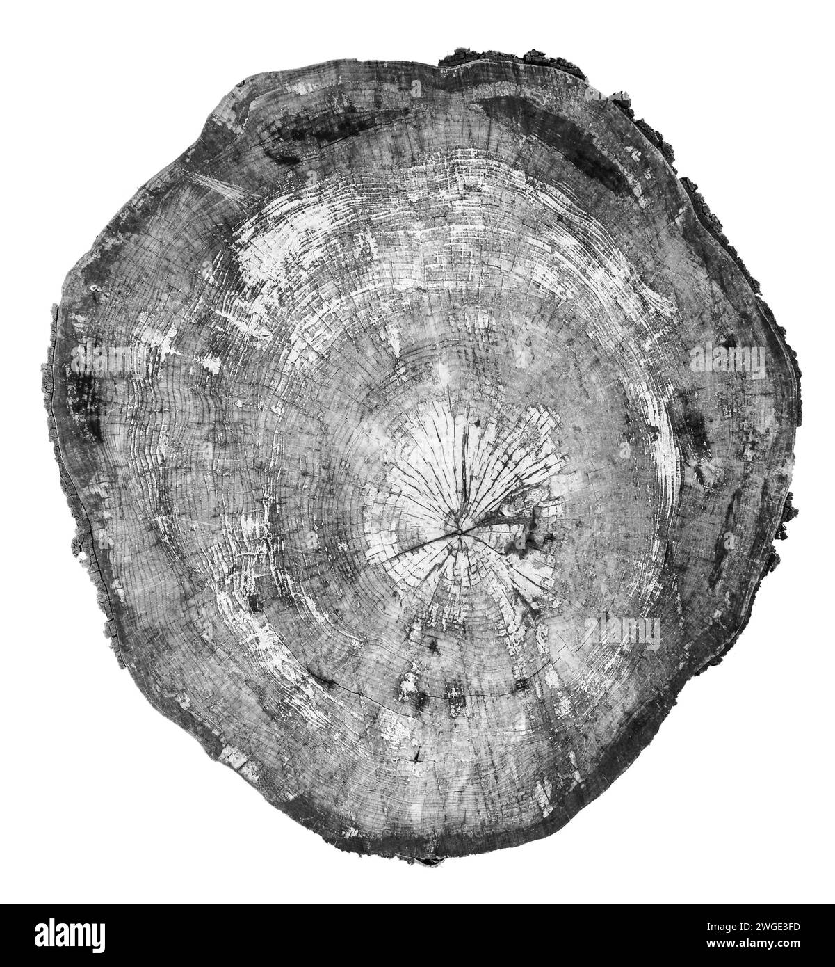 Log texture in black and white Cut Out Stock Images & Pictures - Alamy