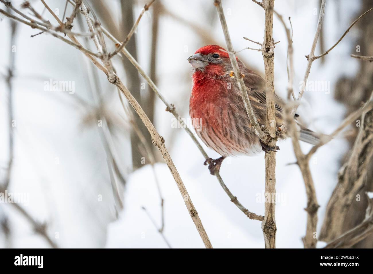 During foraging hi-res stock photography and images - Alamy