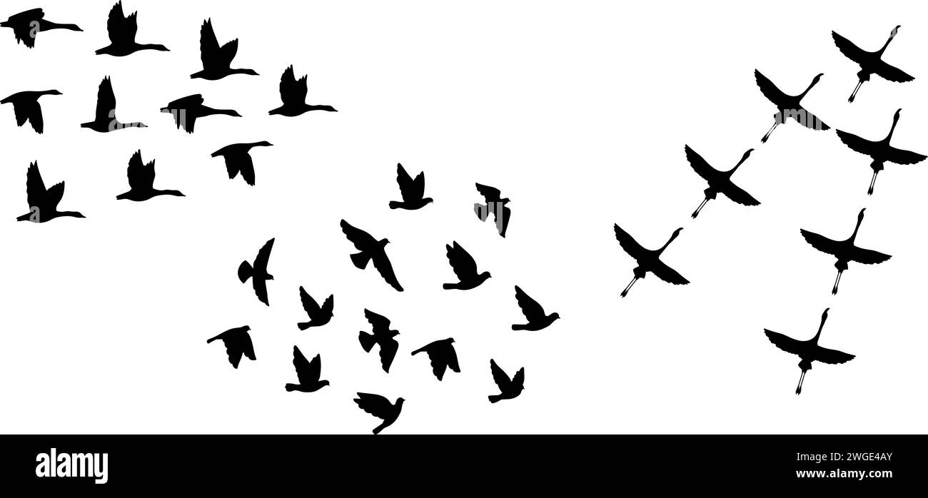 Black silhouettes of flying birds on a white background. Three ...