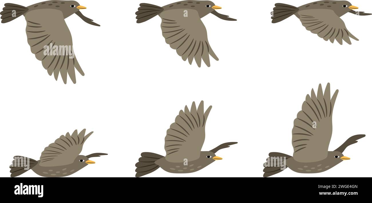 Different arrangement of wings of a flying bird. Side view. Vector ...