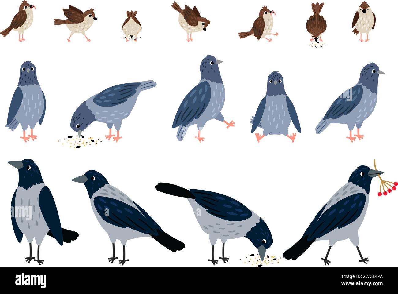 Various poses and activities of the crow, dove and sparrow. Vector set ...