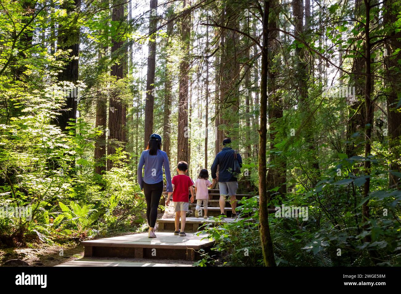 Lush forest trail with sunlight coming through trees, walking path ...