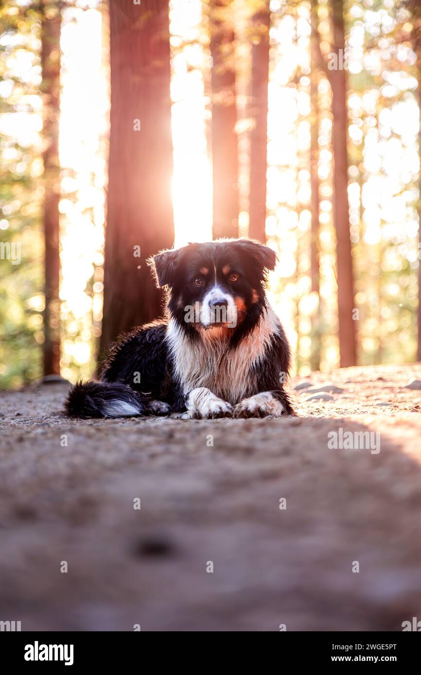 Happy cute Aussie Shepard dog on a beautiful forest trail with sunlight ...